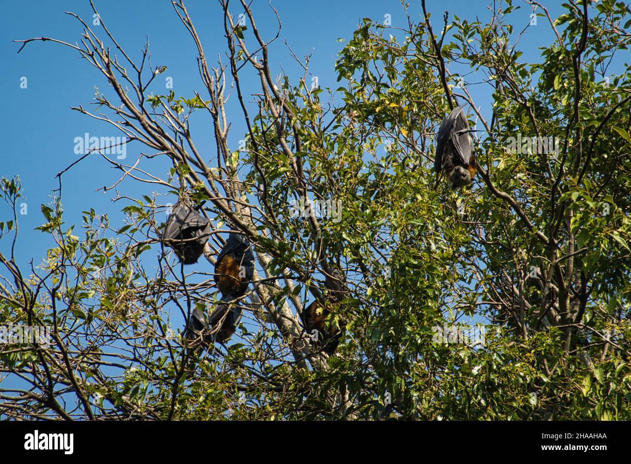 Grey-Headed Flying Foxes hanging from branches in a tree during the ...