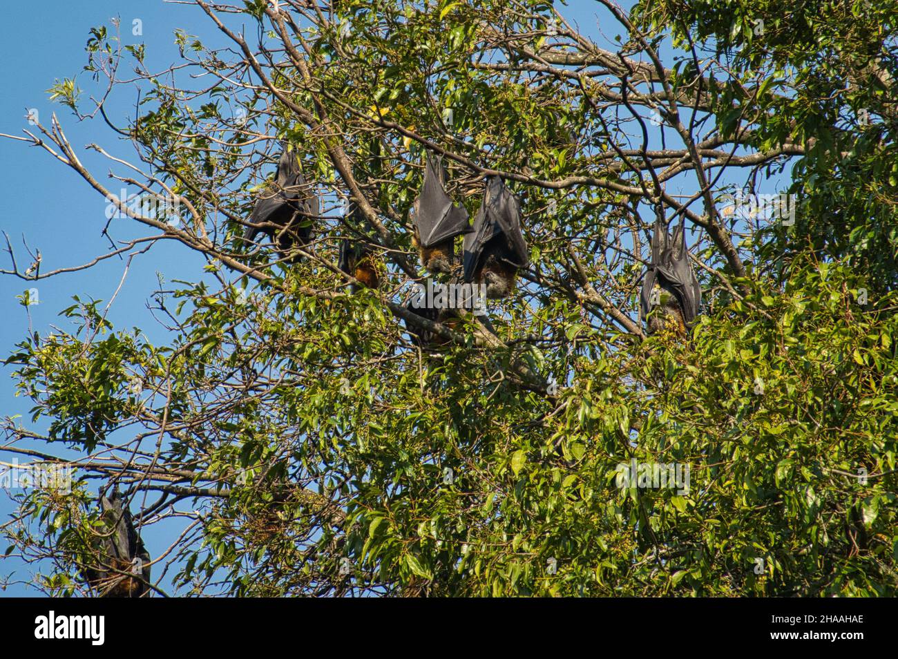 Grey headed flying fox in a tree hi-res stock photography and images ...