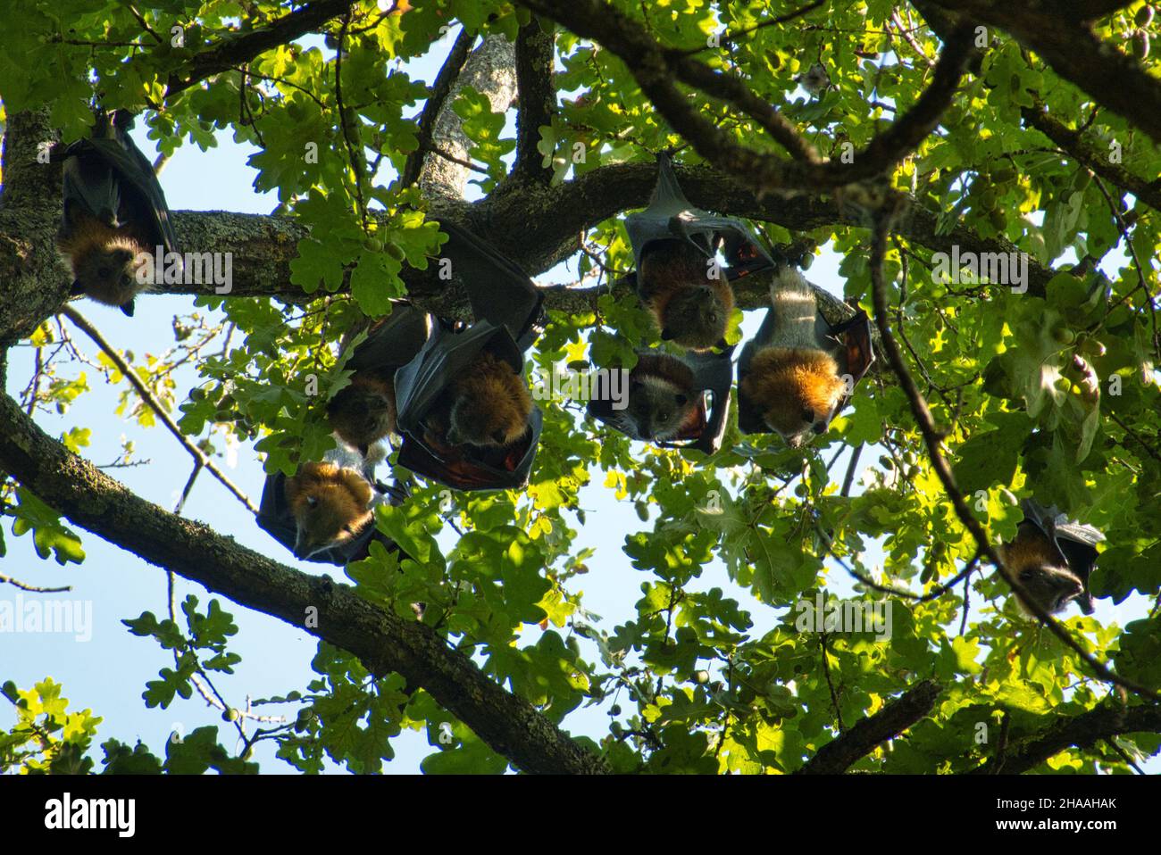 Grey-Headed Flying Foxes hanging from branches in a tree during the ...