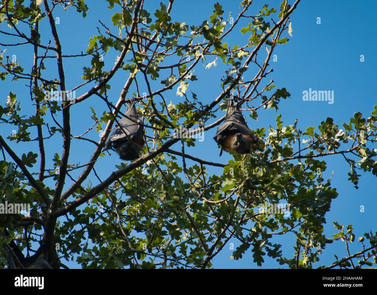 Flying fox in a tree hi-res stock photography and images - Alamy
