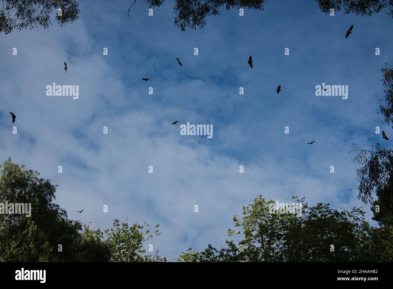 Grey-Headed flying foxes flying in the sky in Australia Stock Photo - Alamy