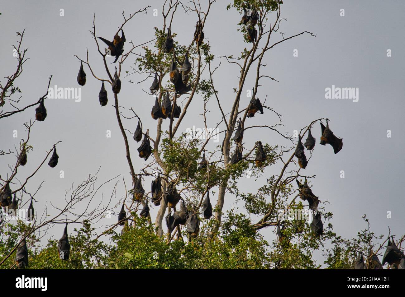 Grey-Headed Flying Foxes roosting in a tree in Australia Stock Photo ...