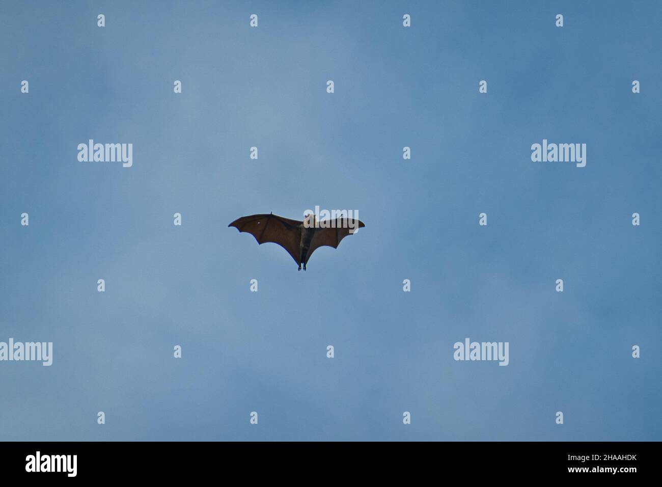 Big flying foxes hi-res stock photography and images - Alamy