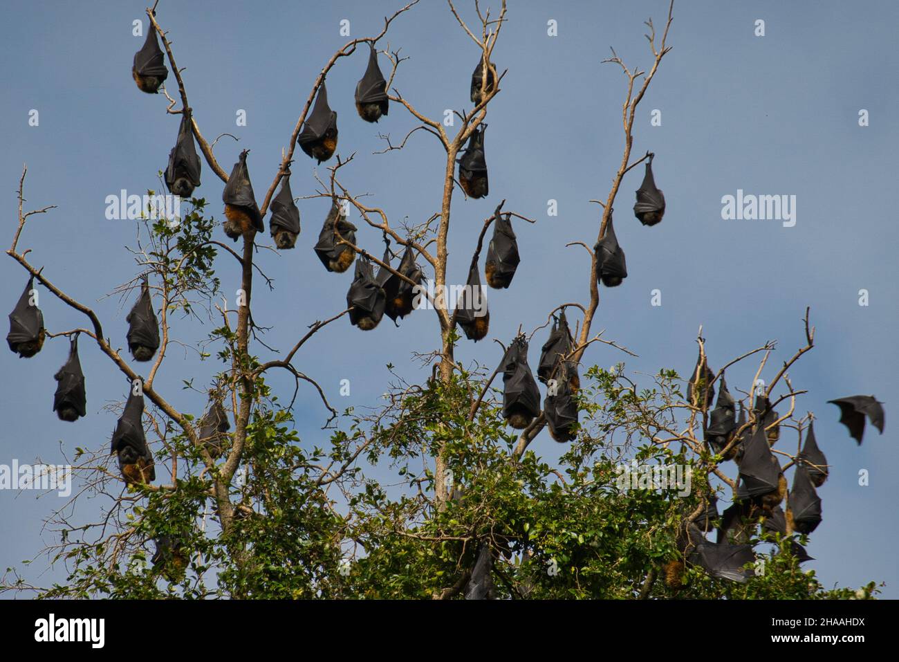 Grey-Headed Flying Foxes roosting in a tree in Australia Stock Photo ...