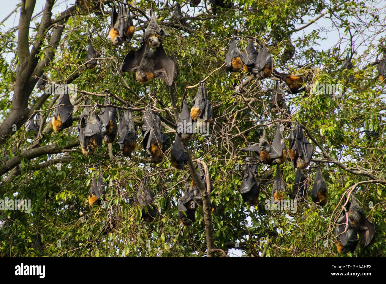Grey headed flying fox in a tree hi-res stock photography and images ...