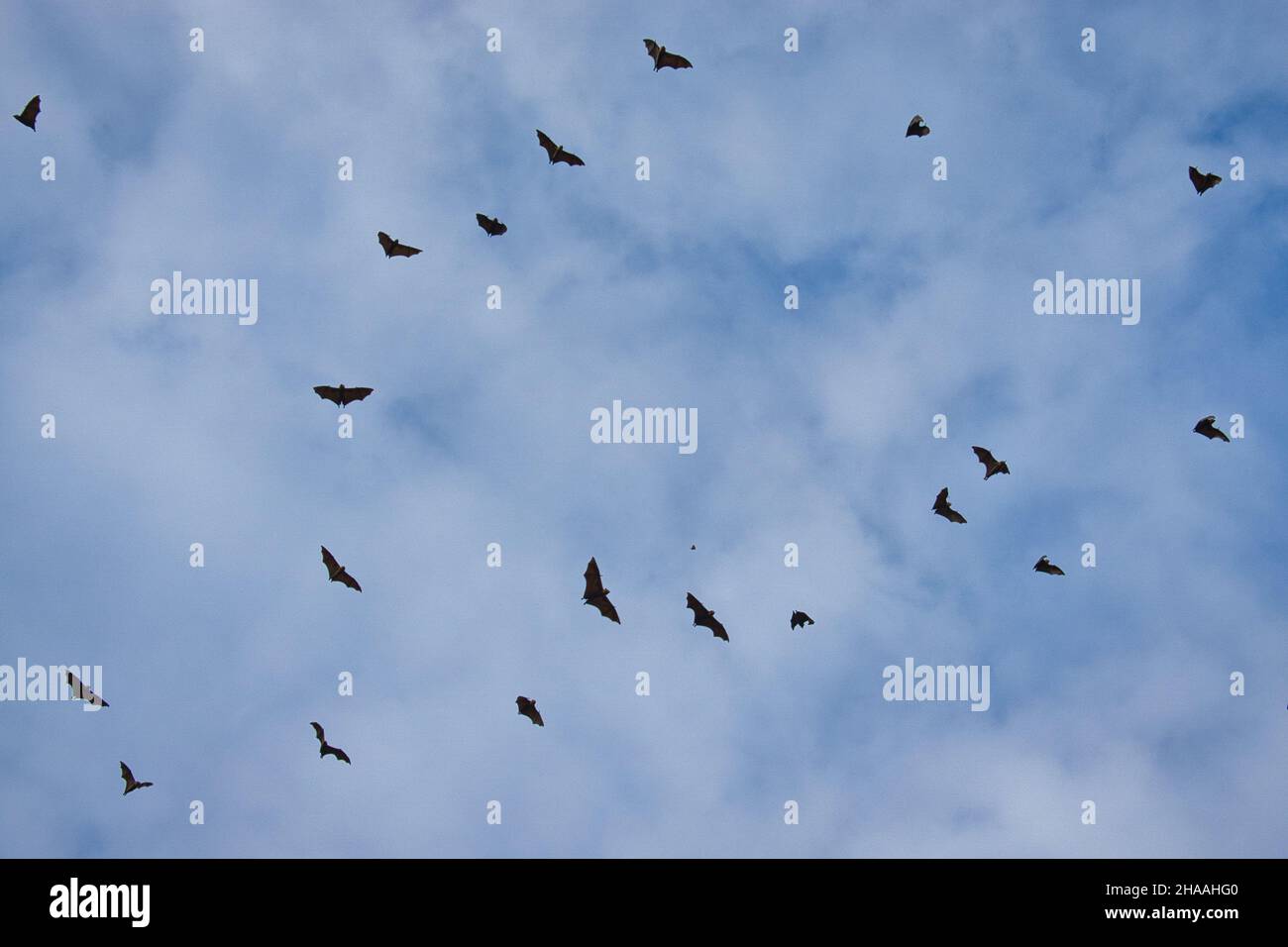 Grey-Headed flying foxes flying in the sky in Australia Stock Photo - Alamy