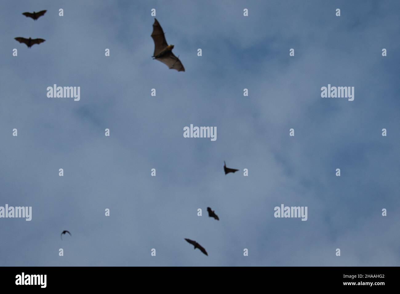 Grey-Headed flying foxes flying in the sky in Australia Stock Photo - Alamy