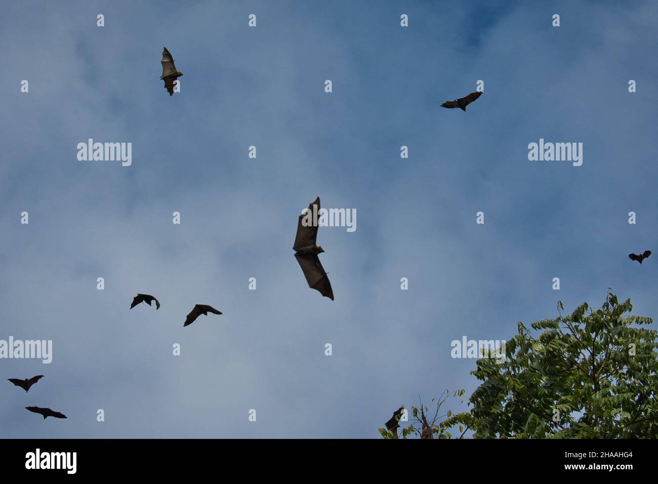 Flying foxes in colac botanic gardens hi-res stock photography and ...