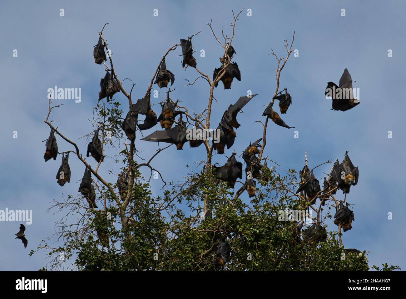 Flying foxes in colac botanic gardens hi-res stock photography and ...