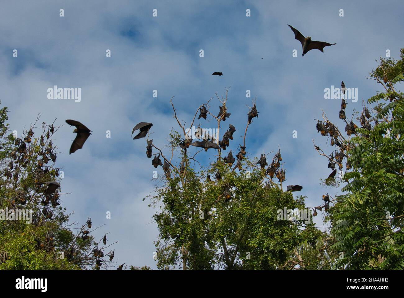 Grey-Headed Flying Foxes roosting in a tree in Australia Stock Photo ...
