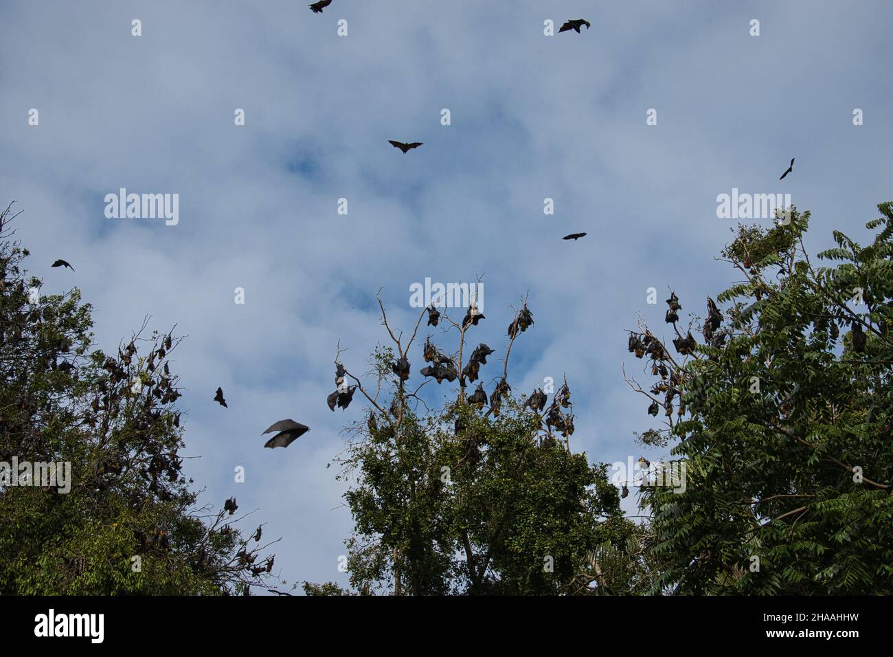 Grey-Headed Flying Foxes roosting in a tree in Australia Stock Photo ...