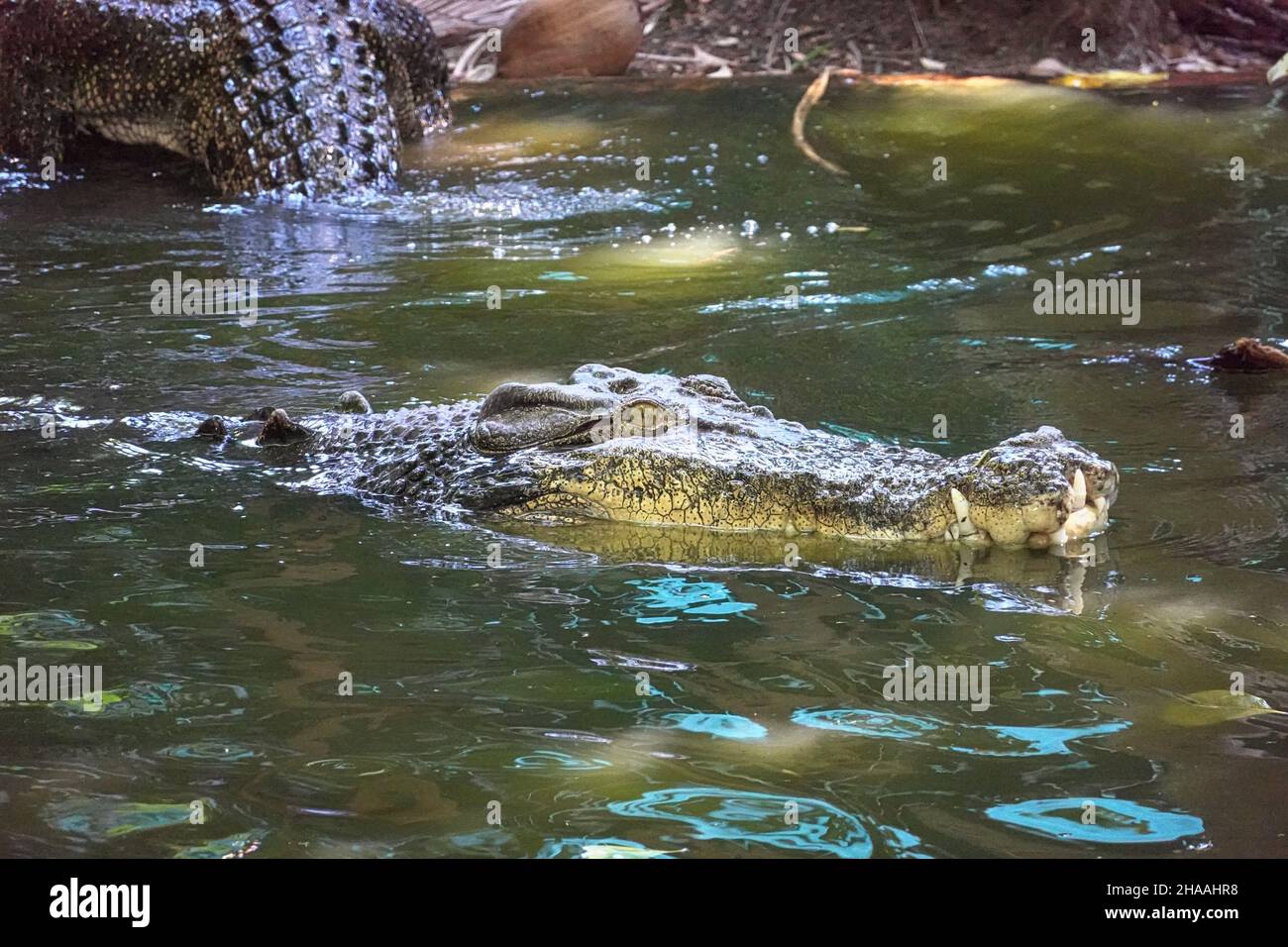 Australian Saltwater Crocodile at Marineland Melanesia in Cairns ...