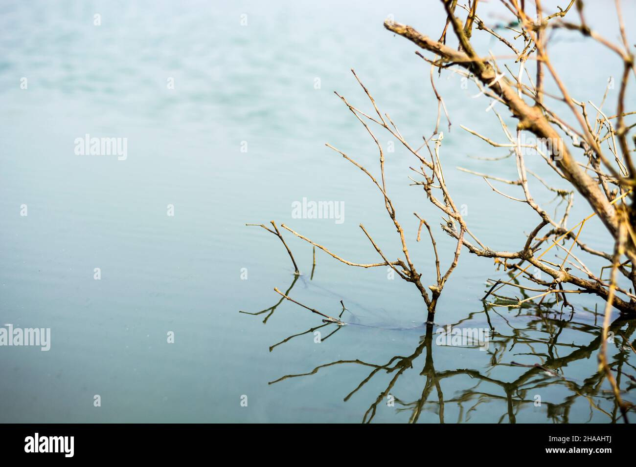 Freshwater plant hi-res stock photography and images - Alamy