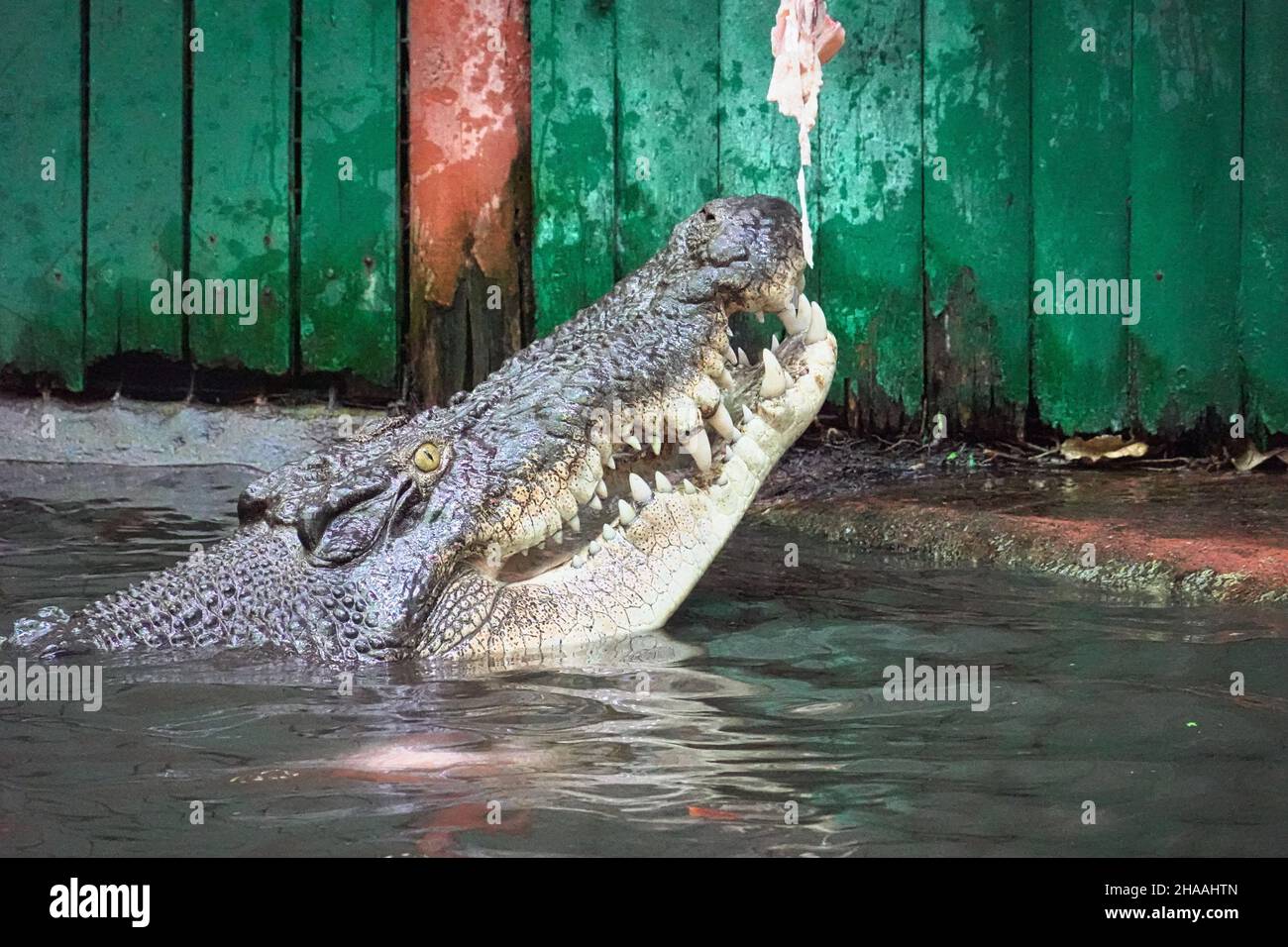 Cassius The Crocodile