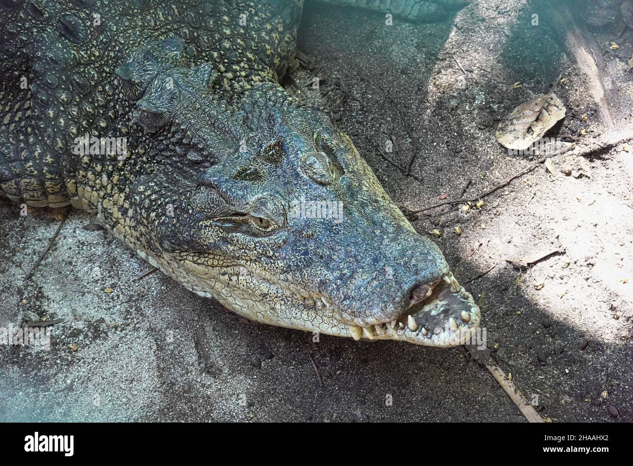 Australian Saltwater Crocodile at Marineland Melanesia in Cairns ...