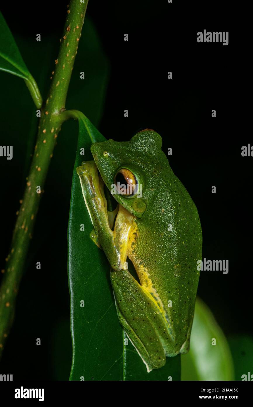 Western ghats frogs hi-res stock photography and images - Alamy