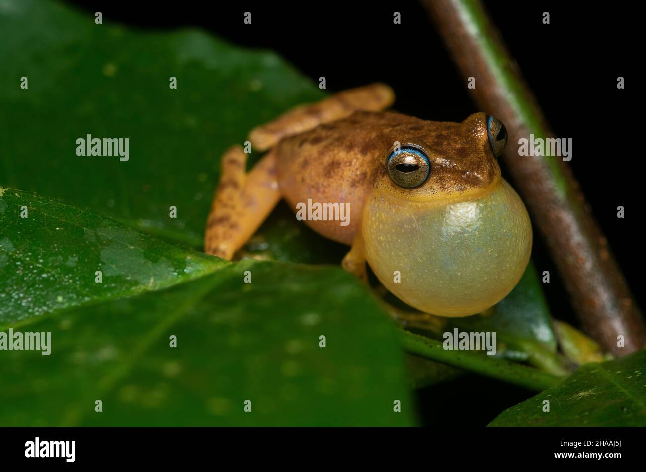 Blue eyed yellow bush frog hi-res stock photography and images - Alamy