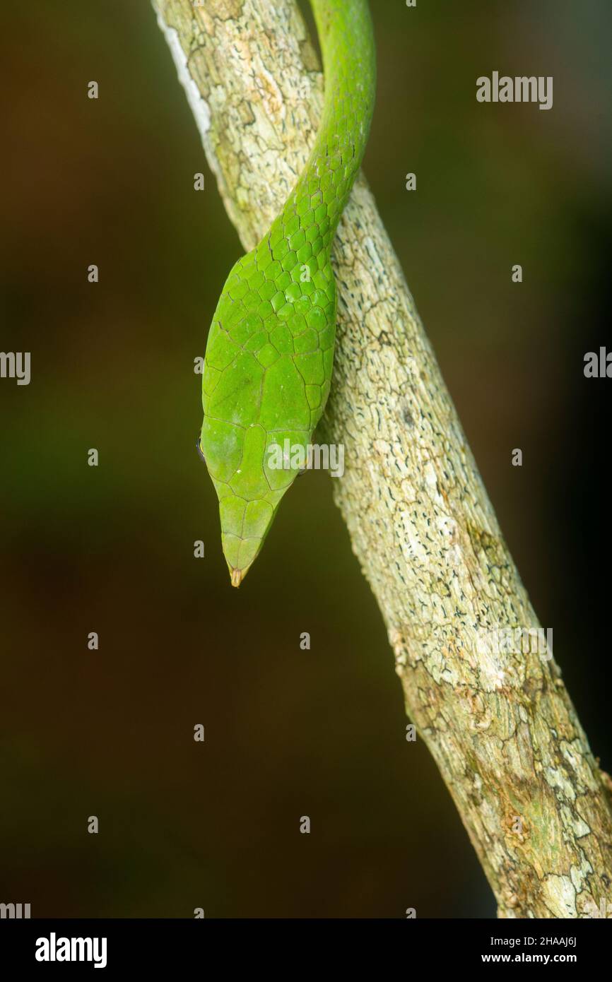 Agumbe hi-res stock photography and images - Alamy