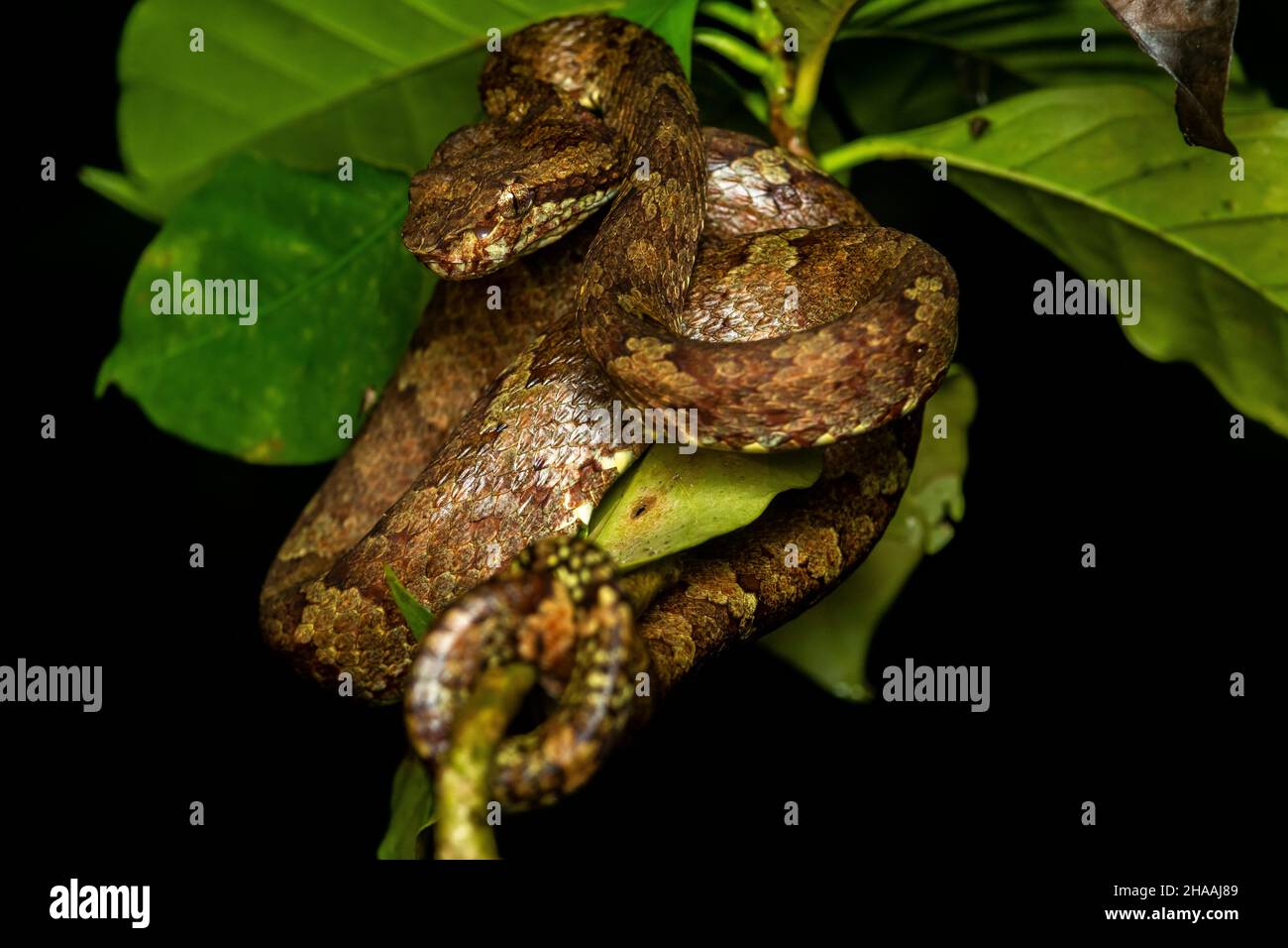 Pit viper food hi-res stock photography and images - Alamy