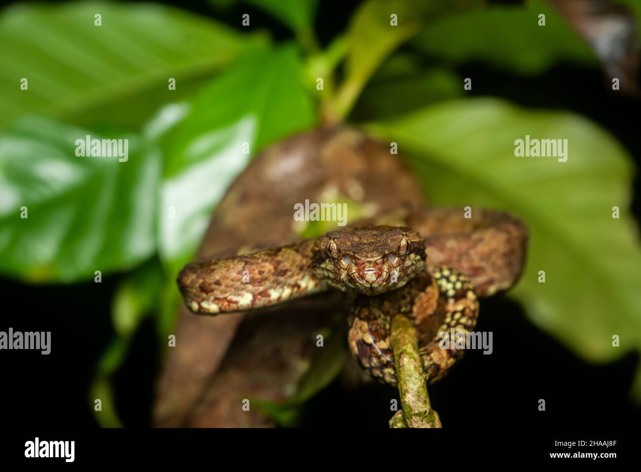 Agumbe snakes hi-res stock photography and images - Alamy