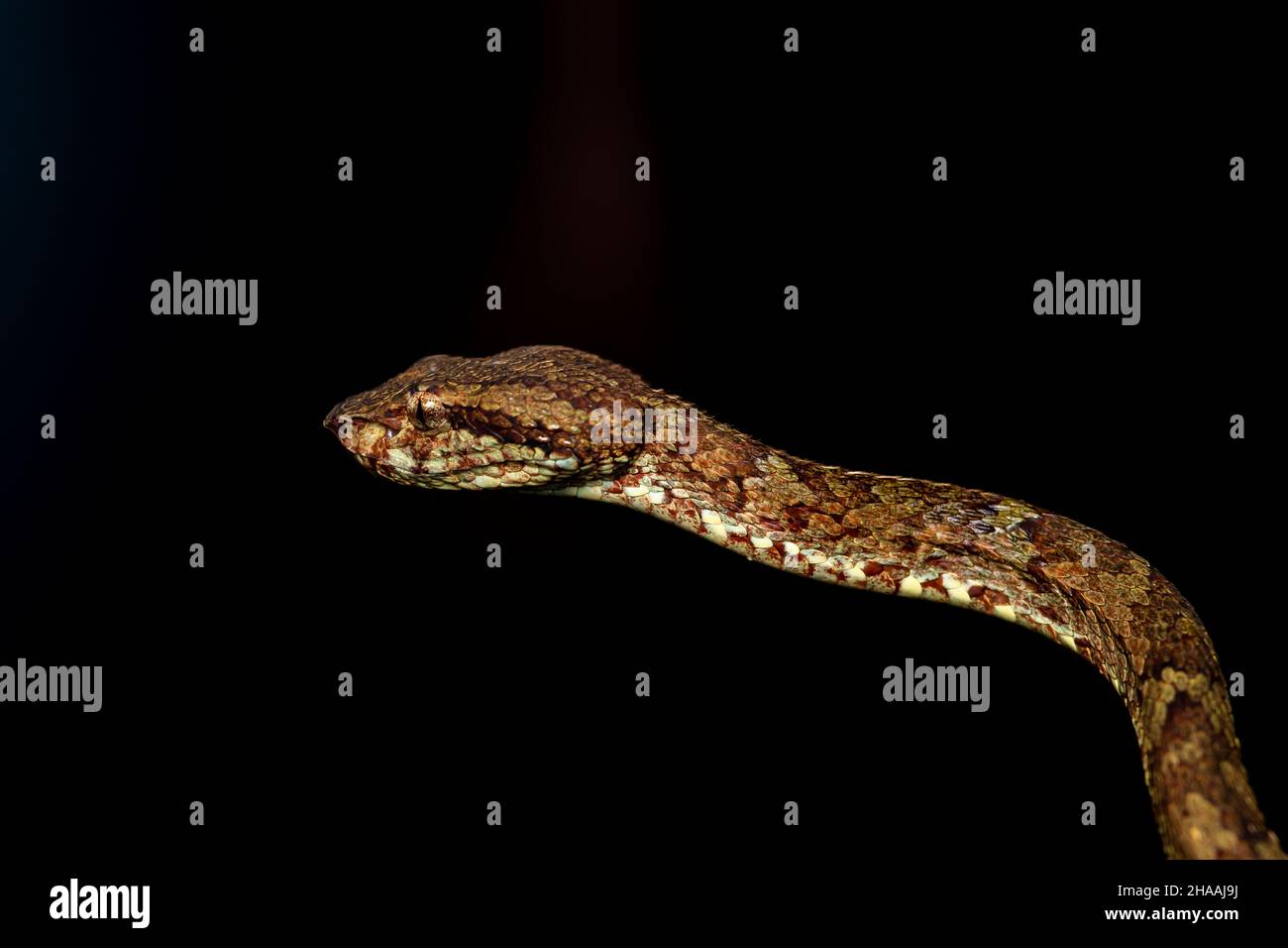 Pit viper food hi-res stock photography and images - Alamy