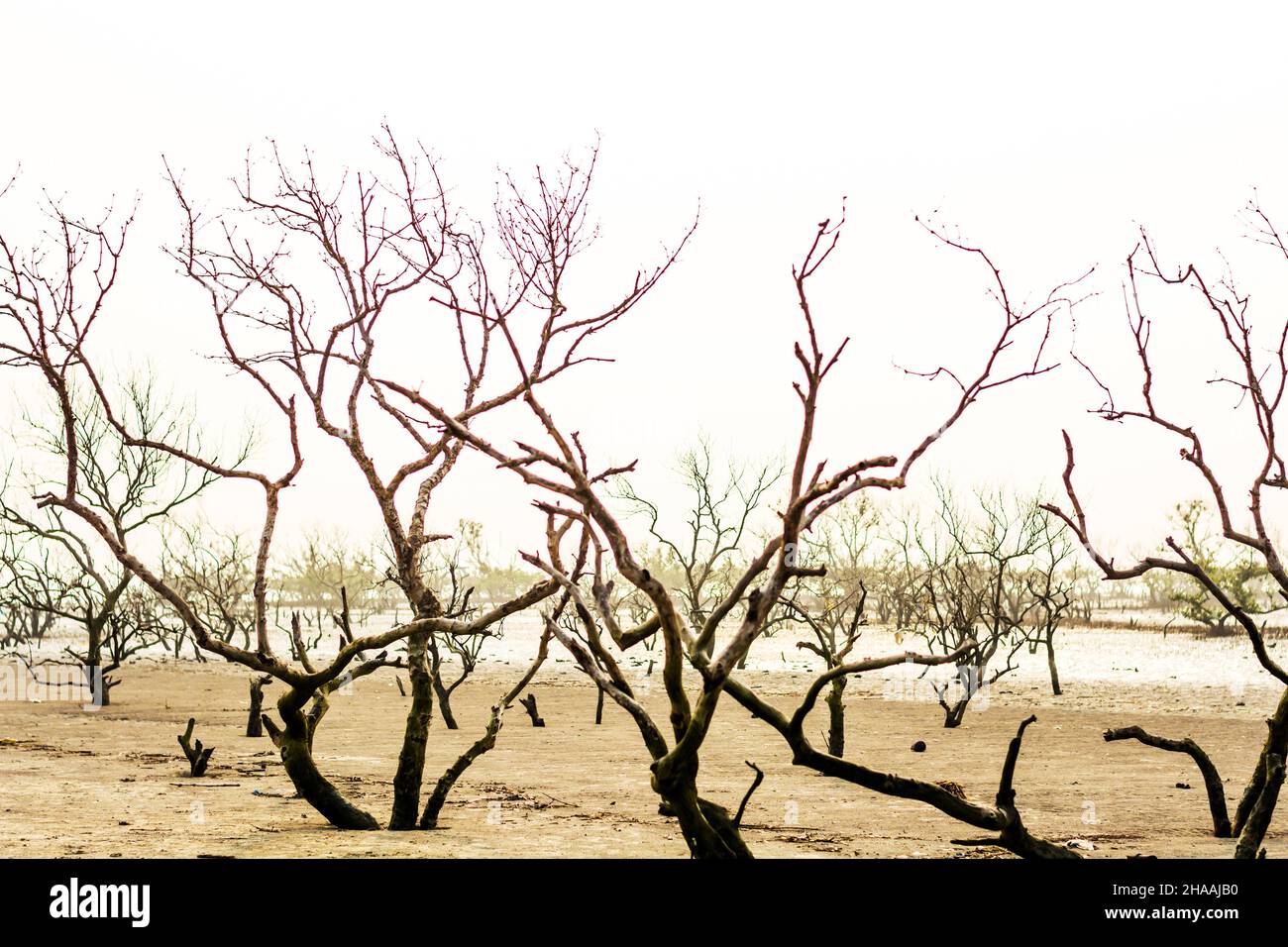 Mangrove tree in a bank of sea in India Stock Photo - Alamy