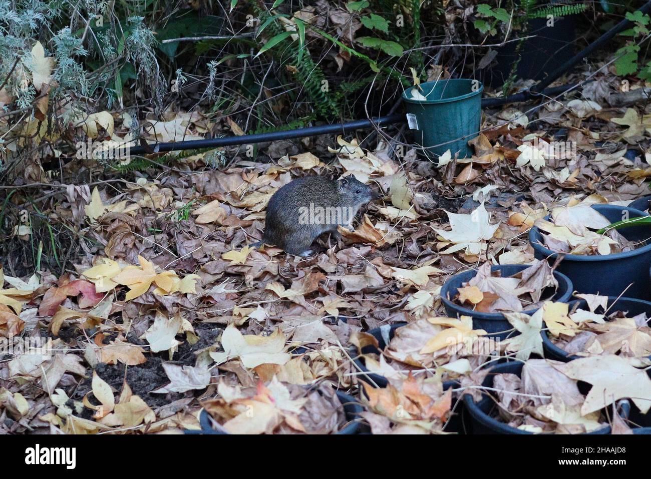 Bandicoot or Quenda in dead leaves in an Australian Garden Stock Photo ...