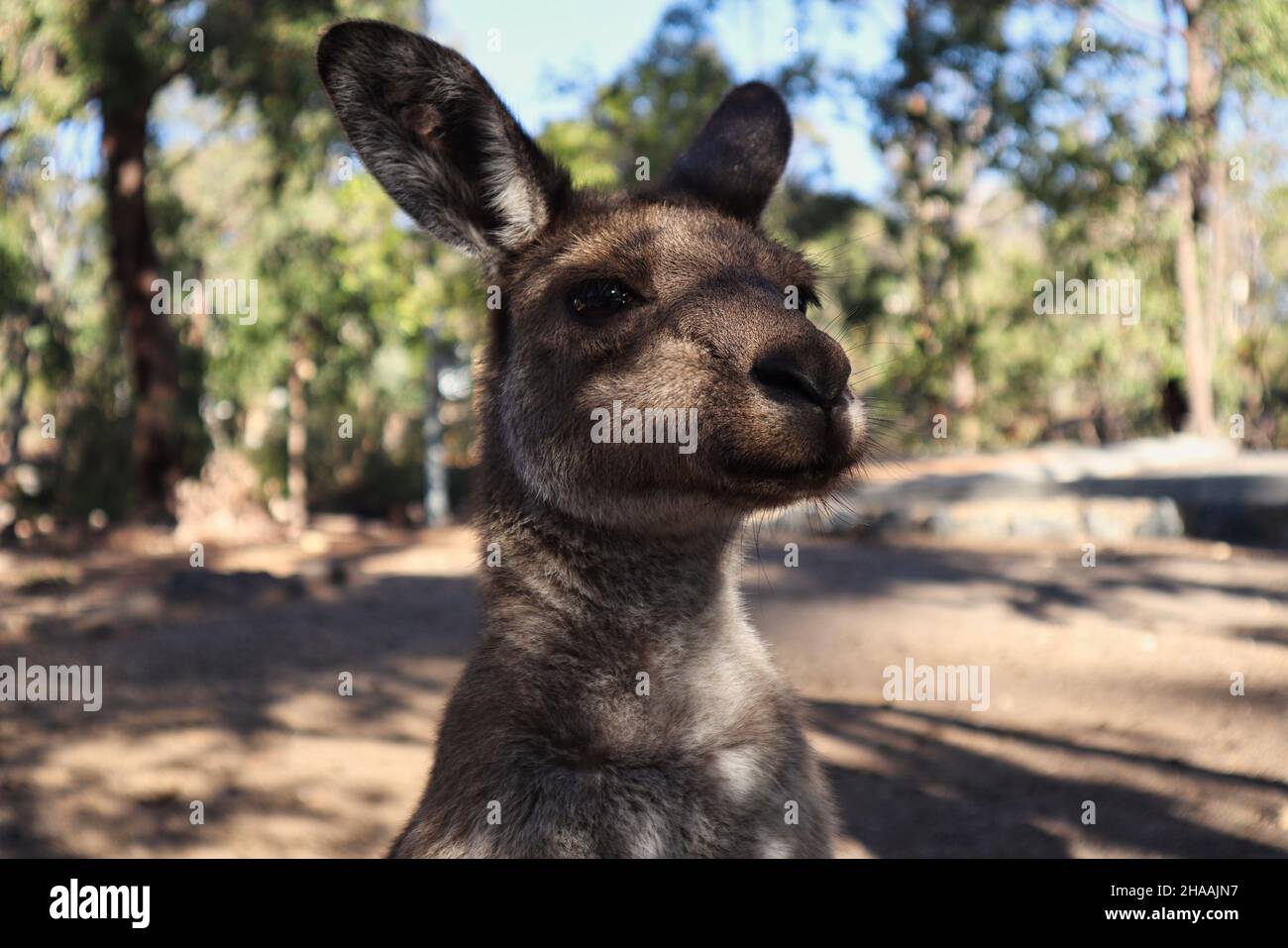 Kangaroo chewing hi-res stock photography and images - Alamy