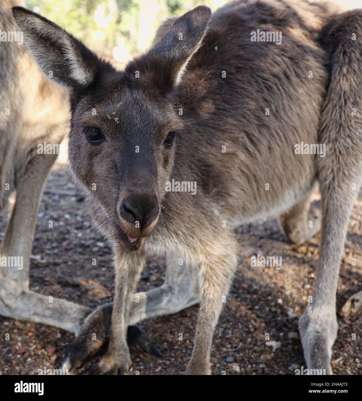 Kamgaroo face hi-res stock photography and images - Alamy