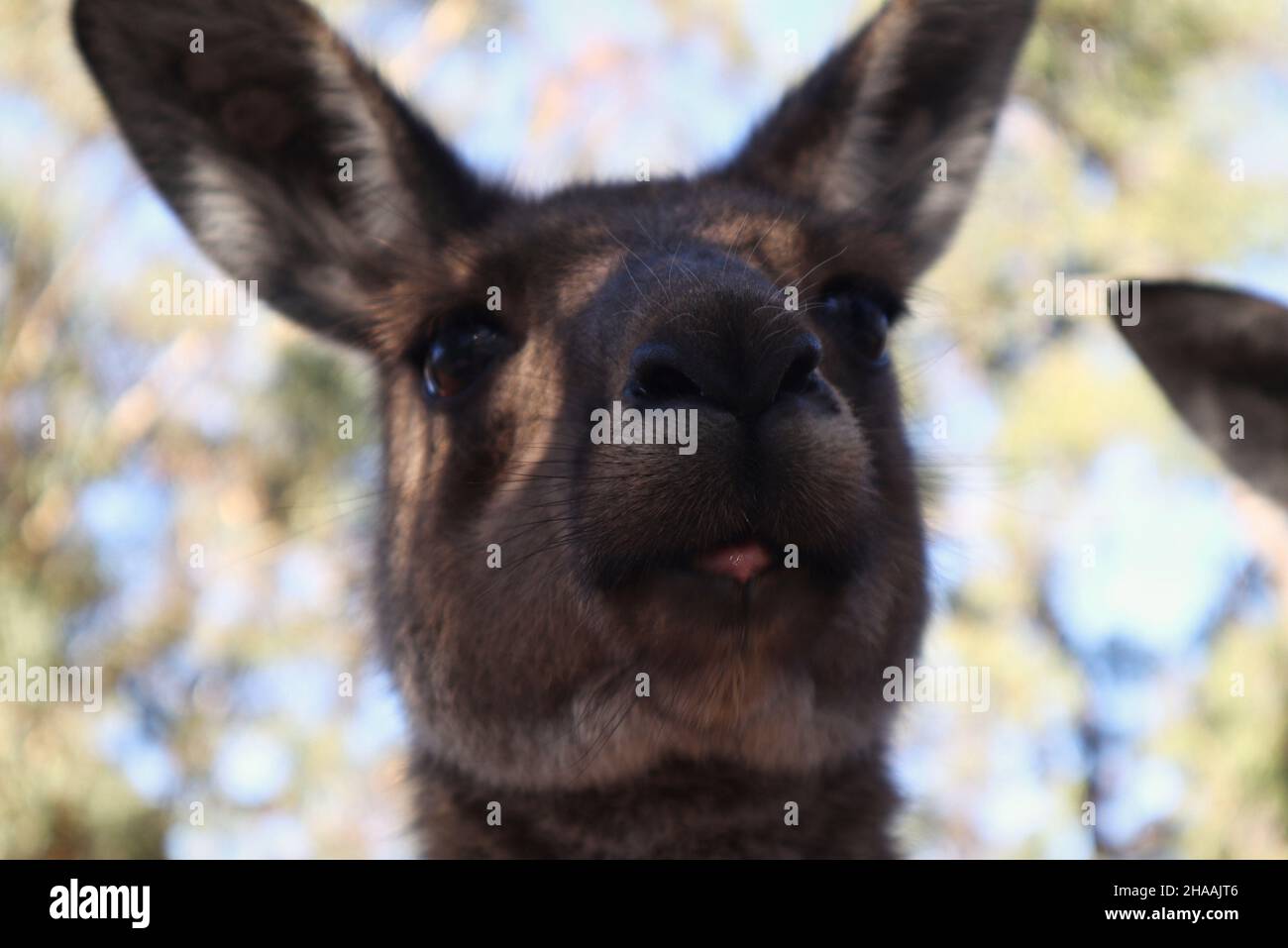 A Close-Up of a Grey Kangaroo sticking its tongue out in Western ...