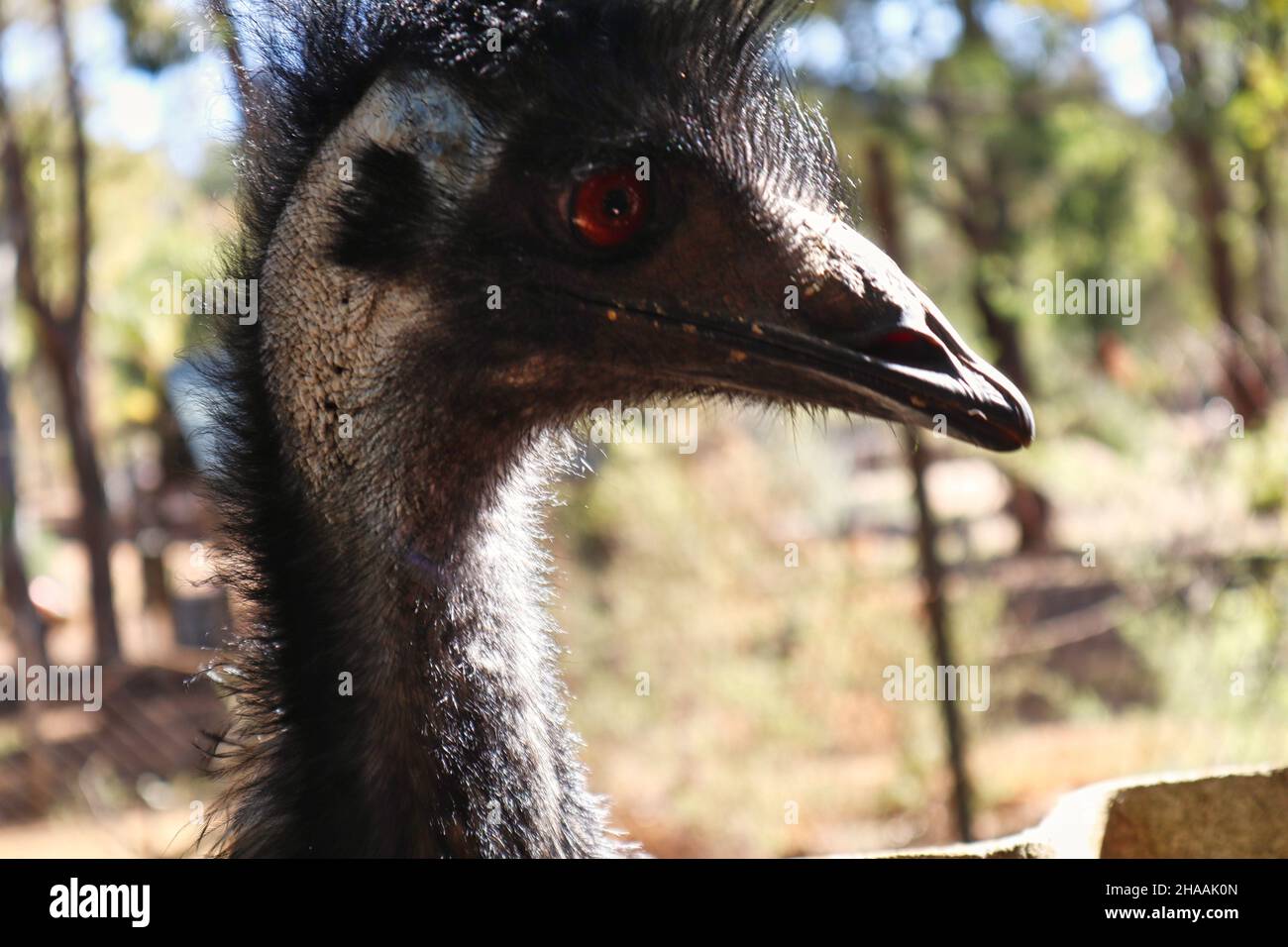 Old emu hi-res stock photography and images - Alamy