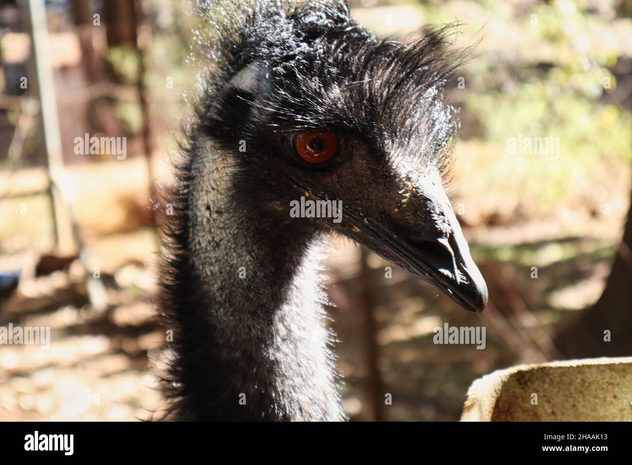 Emu in the bush hi-res stock photography and images - Alamy