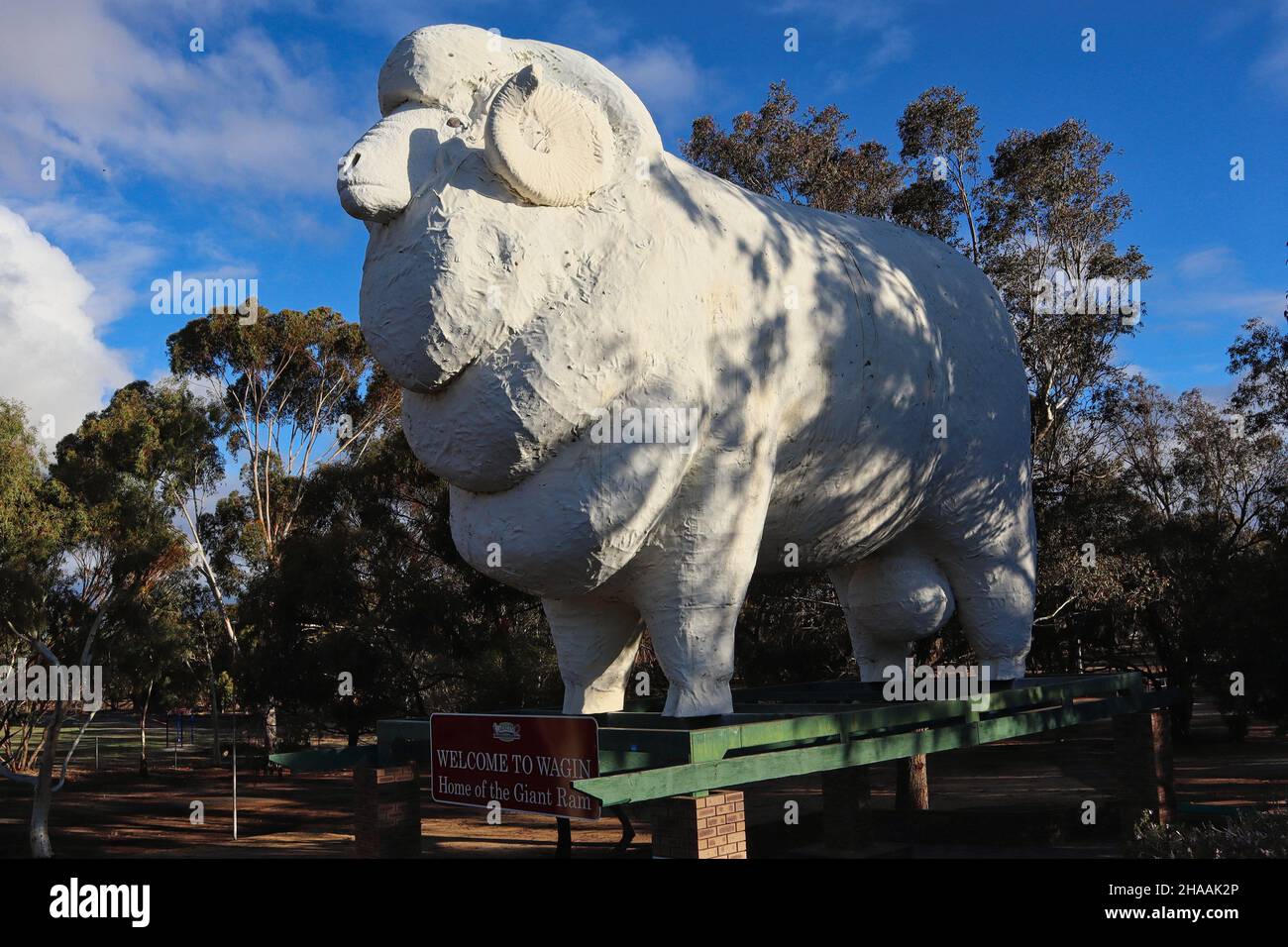 Big ram in wagin hi-res stock photography and images - Alamy
