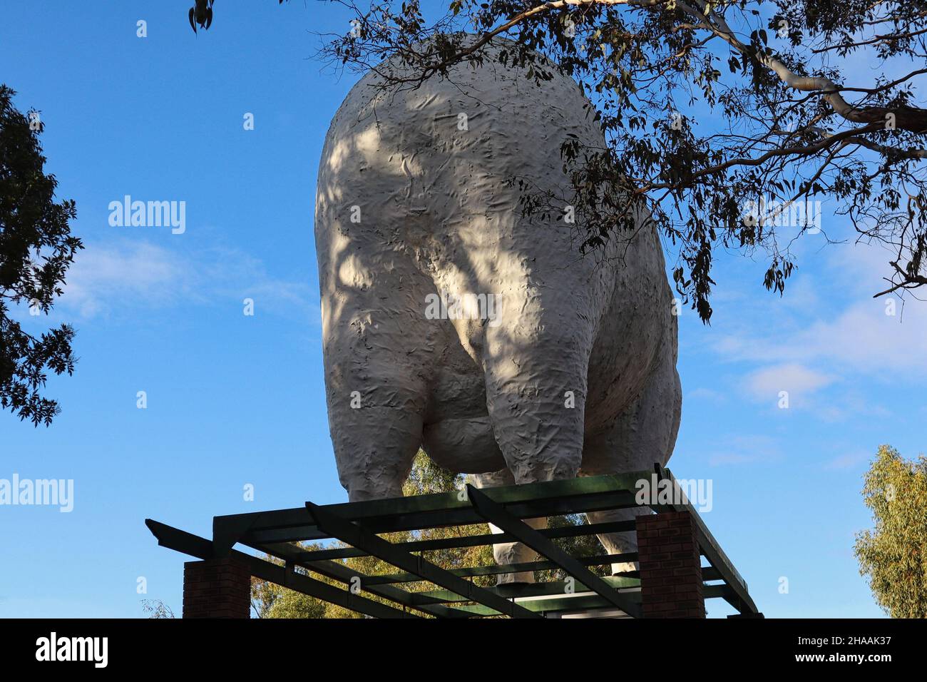 "Baart" The Big Ram of Wagin, Western Australia Stock Photo - Alamy