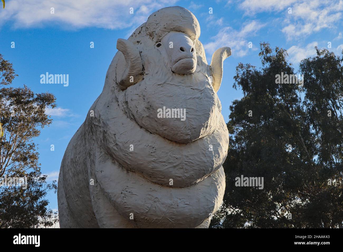 "Baart" The Big Ram of Wagin, Western Australia Stock Photo - Alamy