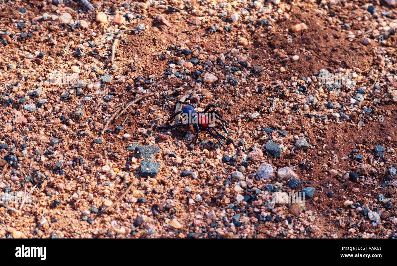 Male mouse spider hi-res stock photography and images - Alamy