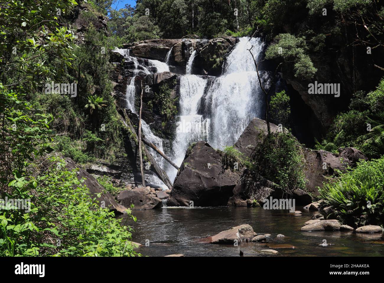 Stevenson's Falls near Apollo Bay, Victoria Stock Photo - Alamy