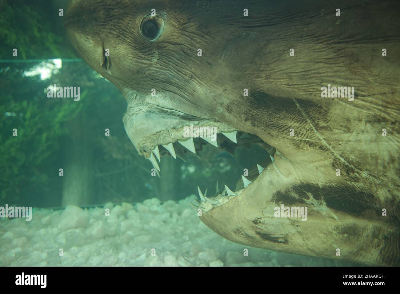 Rosie the Shark Preserved in Formaldehyde Stock Photo - Alamy