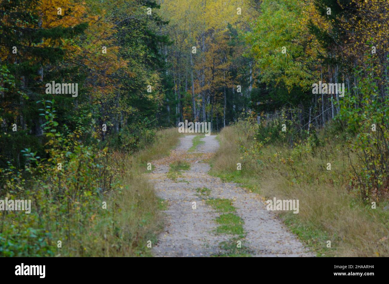Forest road on Solovki. Narrow Gauge Railroad Embankment Stock Photo ...