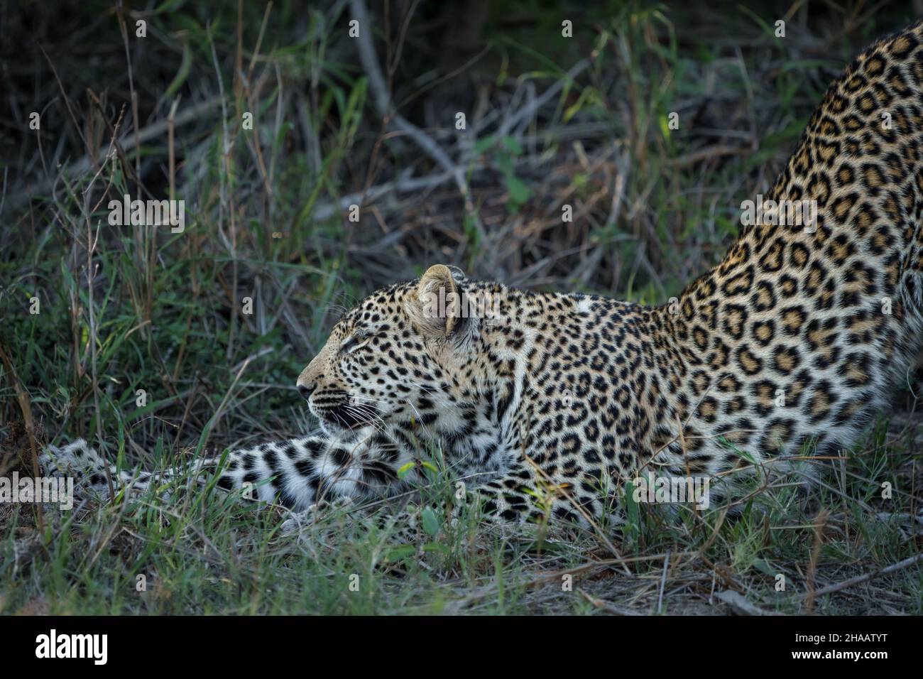 Leopard (Panthera Pardus) female stretching. Mpumalanga. South Africa ...
