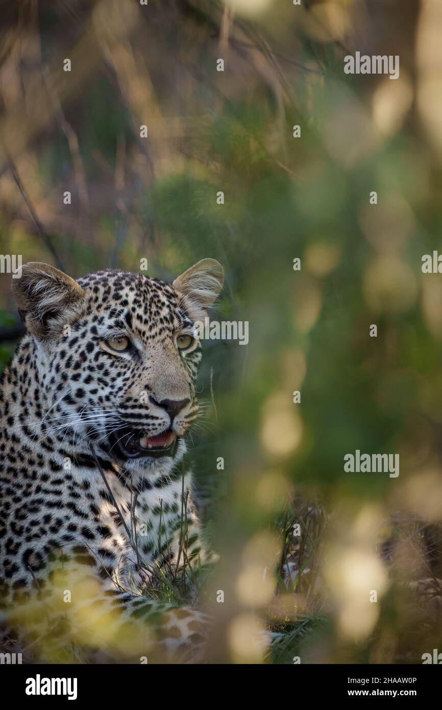Leopard (Panthera Pardus) female. Mpumalanga. South Africa Stock Photo ...