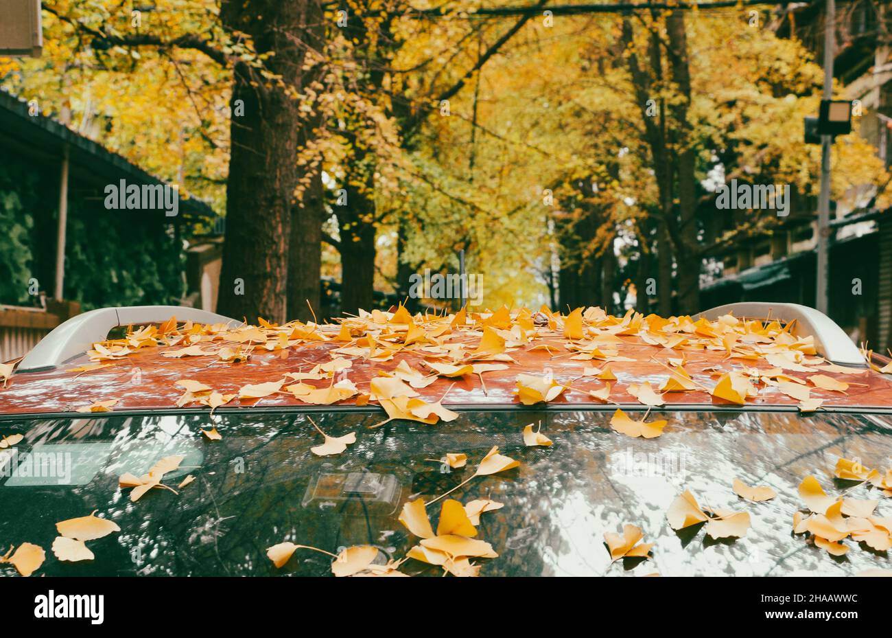 Fallen Autumn Ginkgo Bilobal leaves on top of car Stock Photo - Alamy