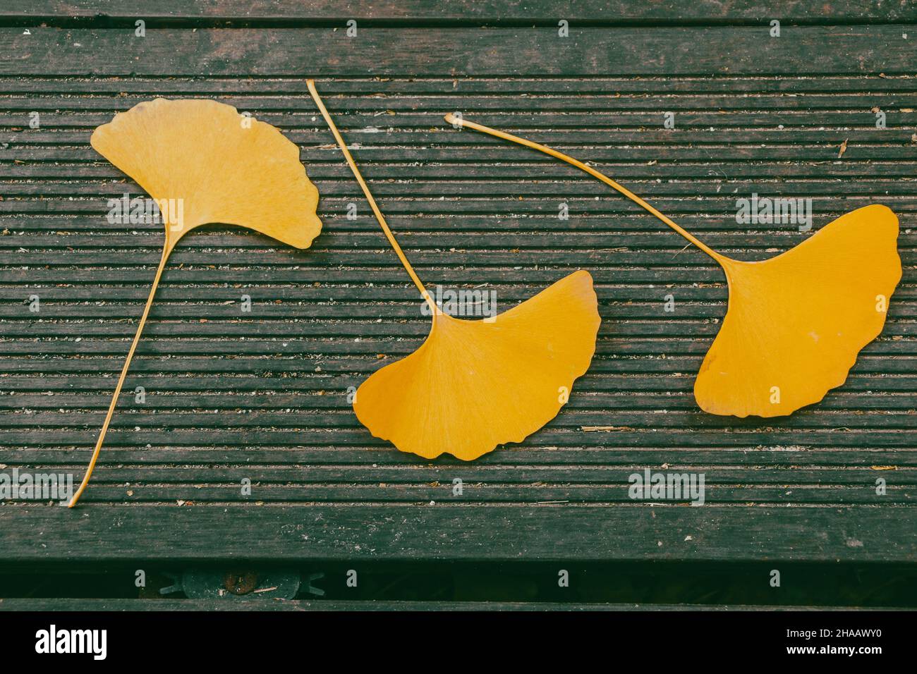 Three fallen Autumn golden Ginkgo Biloba leaves Stock Photo - Alamy