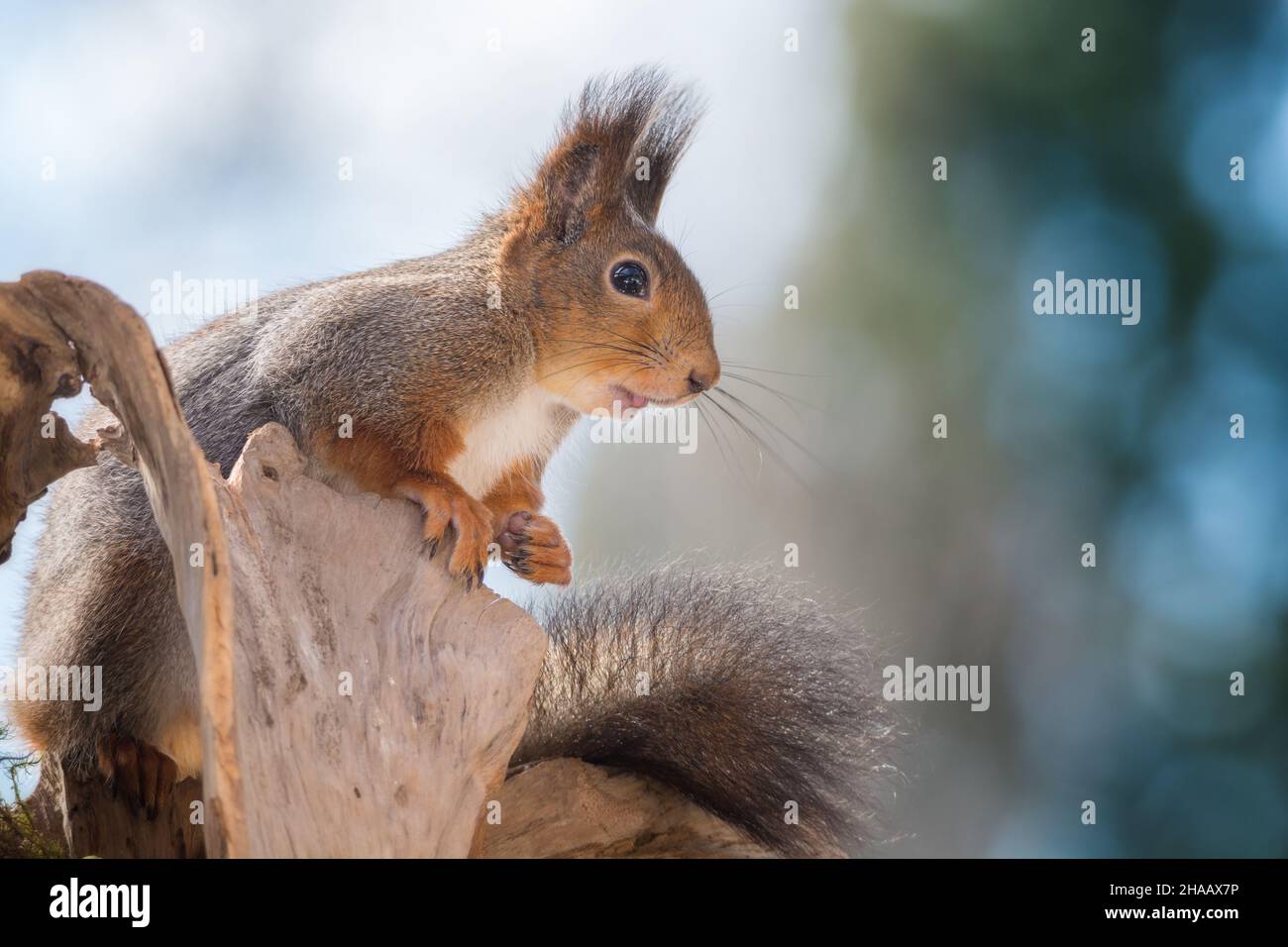 Squirrel tongue out hi-res stock photography and images - Alamy