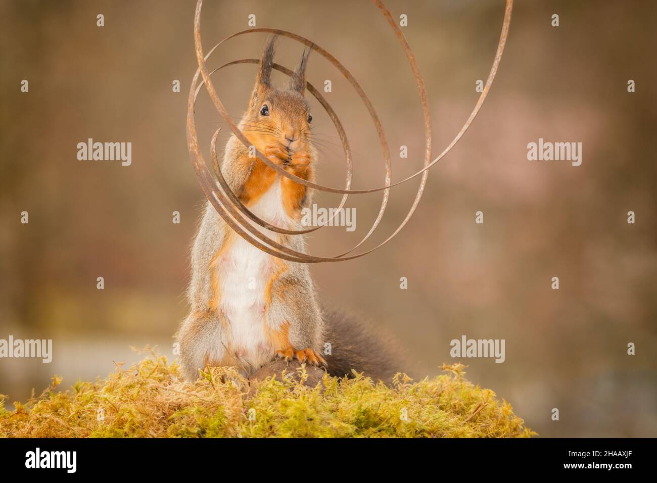Moss spiral hi-res stock photography and images - Alamy