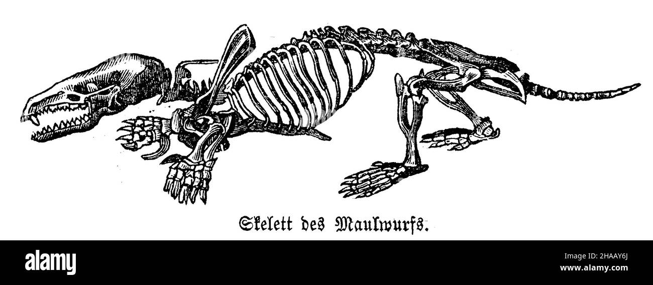 Skelett hi-res stock photography and images - Alamy