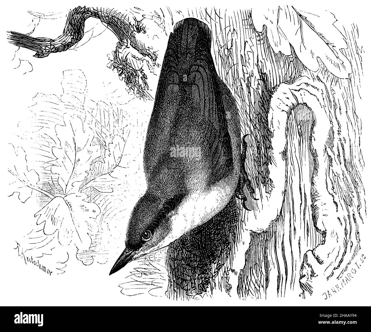 Eurasian nuthatch, Sitta europaea, (zoology book, 1870), Kleiber oder ...