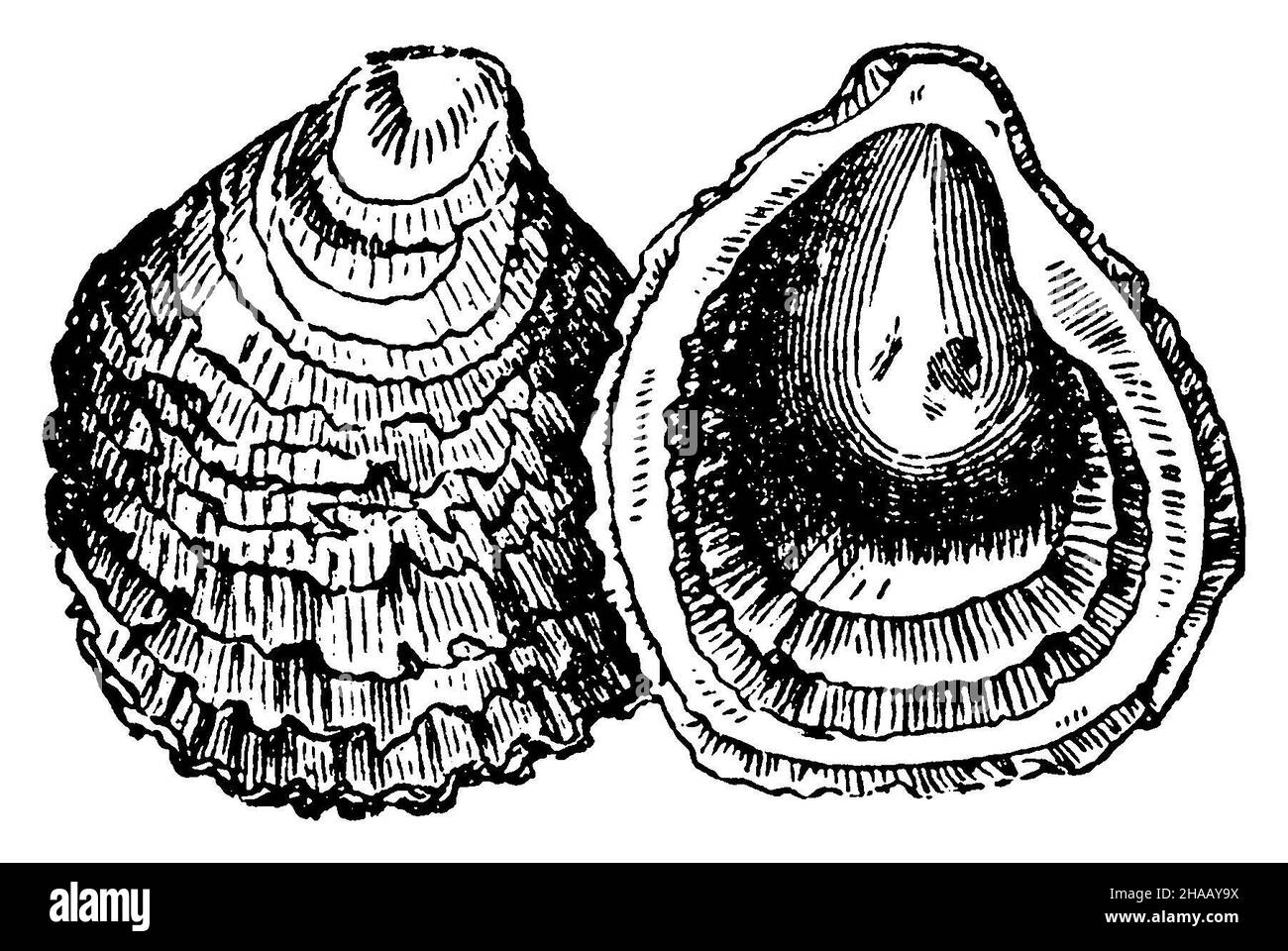 edible oyster, Ostrea edulis, (encyclopedia, 1900 Stock Photo - Alamy