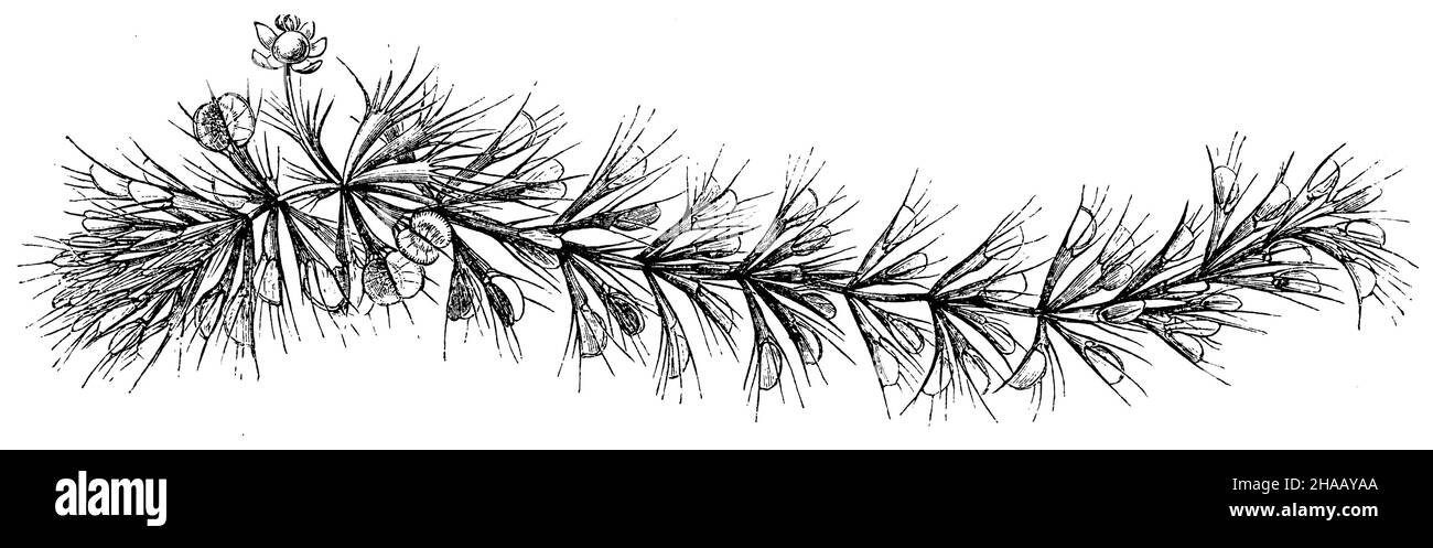 waterwheel plant, Aldrovanda vesiculosa, (botany book, 1888 ...