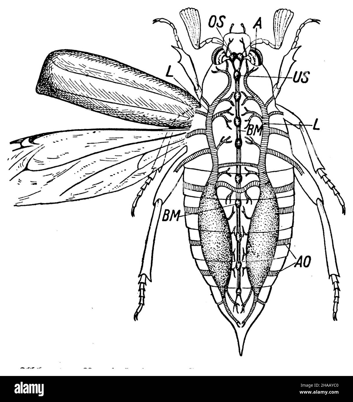 Tracheen hi-res stock photography and images - Alamy